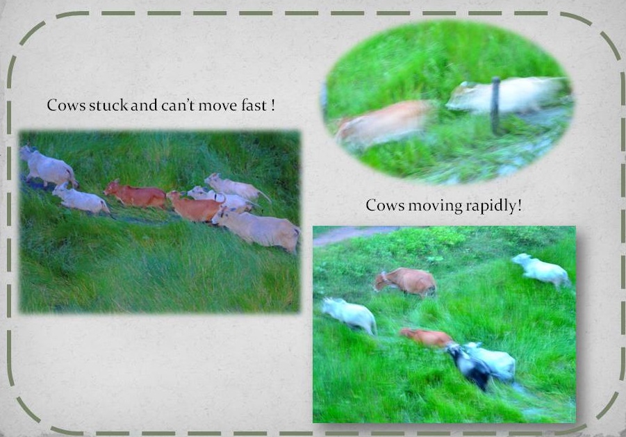 What happens when cows move rapidly ! – M Dash Foundation: C Cube Learning